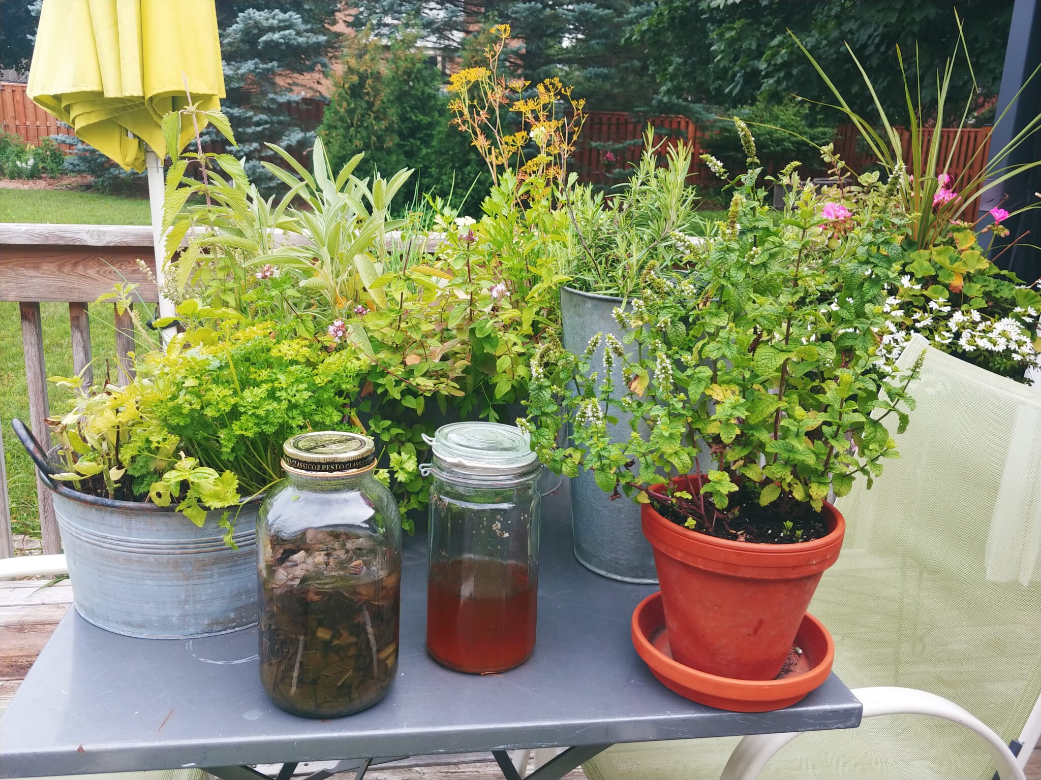 COMFREY (knitbone) Harvest: Evidence of benefit for ankle distortion ...